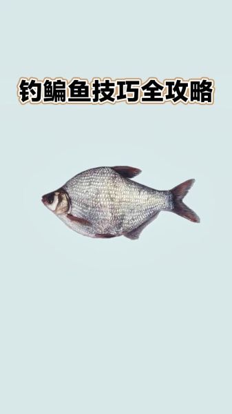 鳊鱼怎么钓_鳊鱼钓法技巧-第1张图片-山城妙识 鳊鱼怎么钓_鳊鱼钓法技巧-第1张图片-山城妙识