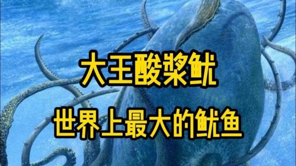 大王酸浆鱿吃大白鲨是真的吗_深海食物链真相-第2张图片-山城妙识