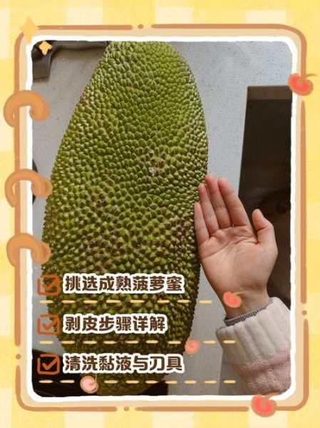 菠萝蜜怎么剥皮小窍门_菠萝蜜剥皮最简单方法-第2张图片-山城妙识 菠萝蜜怎么剥皮小窍门_菠萝蜜剥皮最简单方法-第2张图片-山城妙识