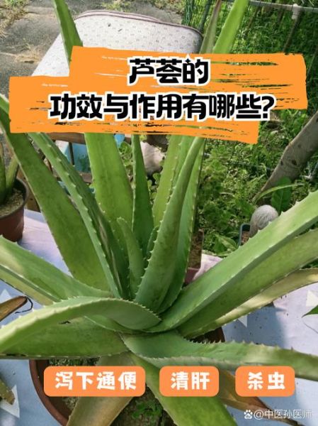 芦荟对男性功能有用吗_芦荟能提高性功能吗-第3张图片-山城妙识 芦荟对男性功能有用吗_芦荟能提高性功能吗-第3张图片-山城妙识