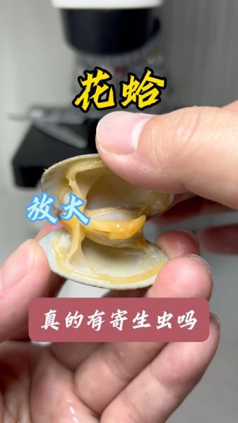 花蛤放清水里能过夜吗_花蛤隔夜会不会死-第1张图片-山城妙识 花蛤放清水里能过夜吗_花蛤隔夜会不会死-第1张图片-山城妙识