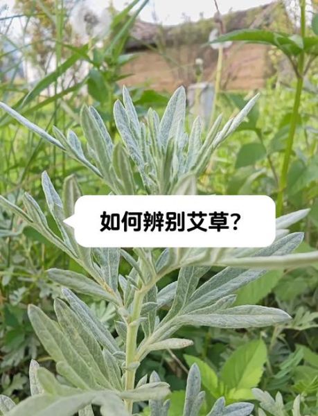 艾草长什么样_高清照片怎么辨别真假-第2张图片-山城妙识