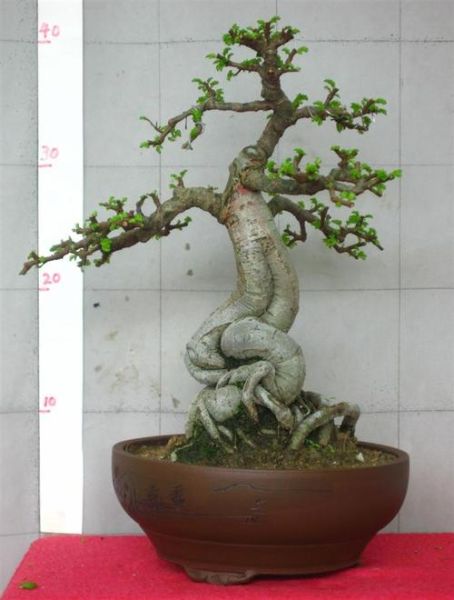 榆树盆景多少钱一盆_榆树盆景价格影响因素-第3张图片-山城妙识 榆树盆景多少钱一盆_榆树盆景价格影响因素-第3张图片-山城妙识