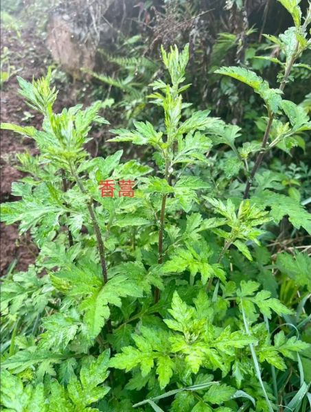 艾草长什么样_高清照片怎么辨别真假-第3张图片-山城妙识