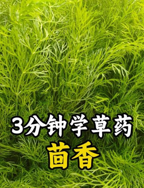 茴香叶长什么样_茴香叶图片怎么辨别-第1张图片-山城妙识 茴香叶长什么样_茴香叶图片怎么辨别-第1张图片-山城妙识