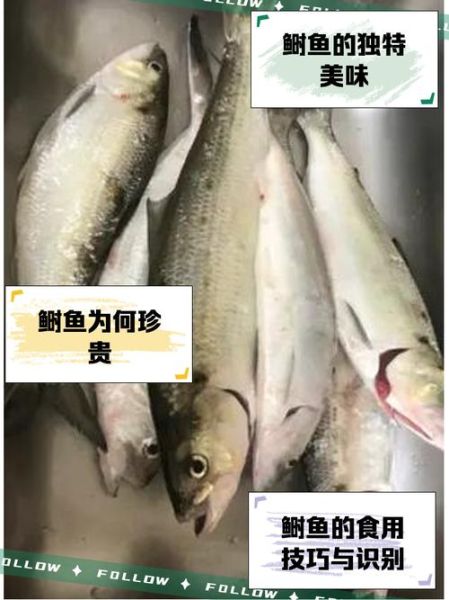 长江鲥鱼灭绝了吗_还能再见到吗-第1张图片-山城妙识