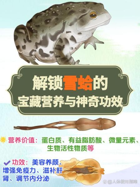 雪蛤的功效与作用有哪些_雪蛤适合什么人吃-第2张图片-山城妙识