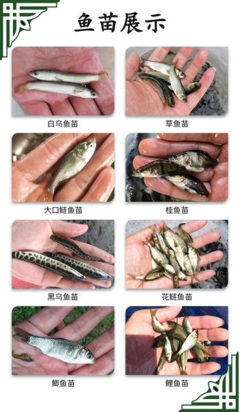 鲢鱼苗批发价格_一尾多少钱-第2张图片-山城妙识 鲢鱼苗批发价格_一尾多少钱-第2张图片-山城妙识