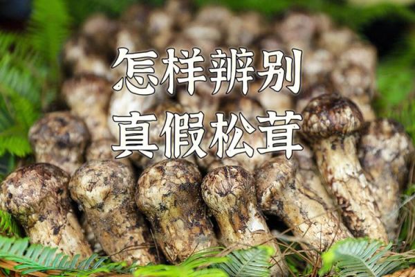 鲜松茸图片真假辨别_鲜松茸怎么挑选-第3张图片-山城妙识