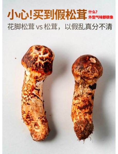 鲜松茸图片真假辨别_鲜松茸怎么挑选-第2张图片-山城妙识