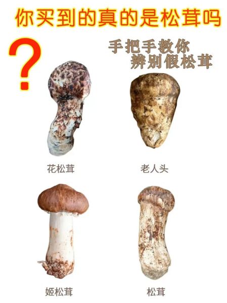 鲜松茸图片真假辨别_鲜松茸怎么挑选-第1张图片-山城妙识