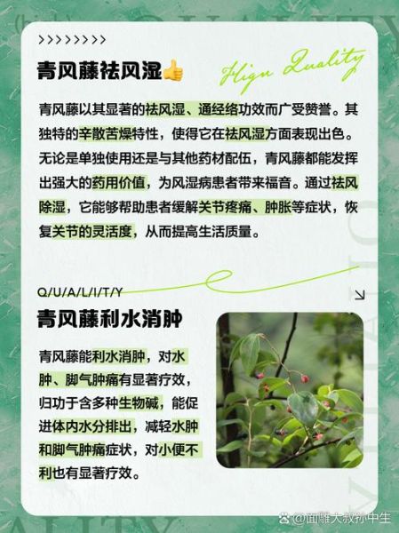 青风藤的功效与作用_青风藤主治哪些疾病-第1张图片-山城妙识