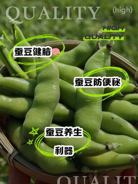蚕豆的功效与作用及食用方法_蚕豆怎么吃最健康-第3张图片-山城妙识