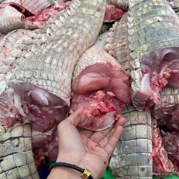 鳄鱼肉什么口感_鳄鱼肉好吃吗-第1张图片-山城妙识