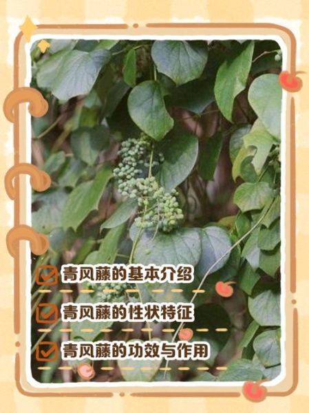 青风藤的功效与作用_青风藤主治哪些疾病-第2张图片-山城妙识