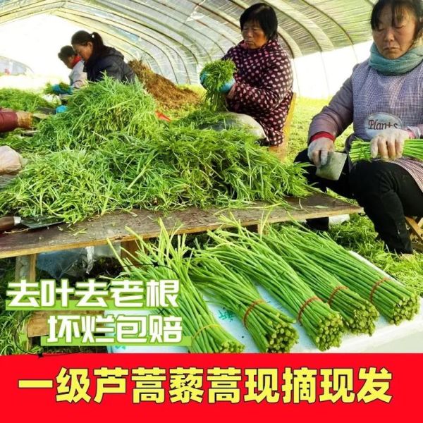 藜蒿图片怎么识别_藜蒿和茼蒿的区别-第3张图片-山城妙识