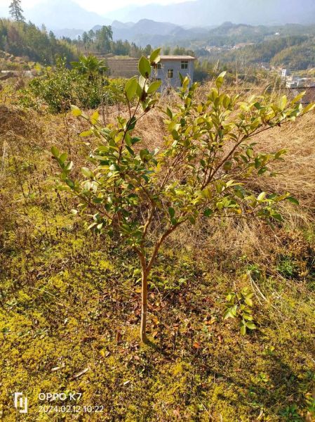 油茶树怎么种_油茶树种植技术要点-第3张图片-山城妙识 油茶树怎么种_油茶树种植技术要点-第3张图片-山城妙识