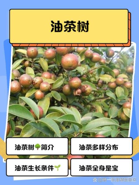 油茶树怎么种_油茶树种植技术要点-第2张图片-山城妙识 油茶树怎么种_油茶树种植技术要点-第2张图片-山城妙识