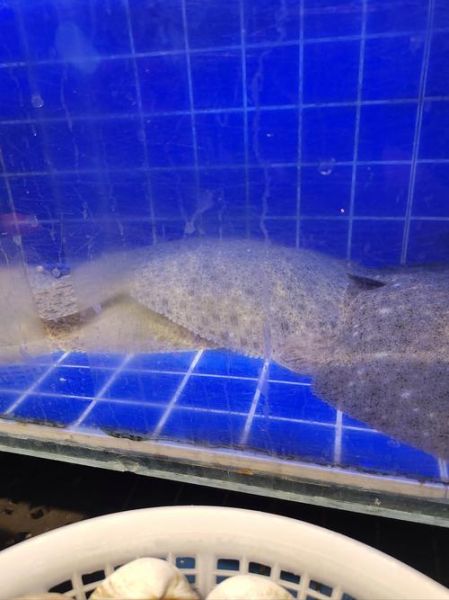黄花鱼是淡水鱼还是海水鱼_黄花鱼生活习性-第1张图片-山城妙识