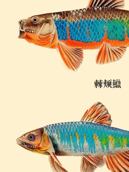 鱲鱼怎么钓_鱲鱼吃什么饵料-第3张图片-山城妙识 鱲鱼怎么钓_鱲鱼吃什么饵料-第3张图片-山城妙识