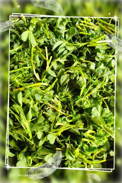 苜蓿包子馅怎么调好吃_苜蓿包子馅做法窍门-第1张图片-山城妙识 苜蓿包子馅怎么调好吃_苜蓿包子馅做法窍门-第1张图片-山城妙识