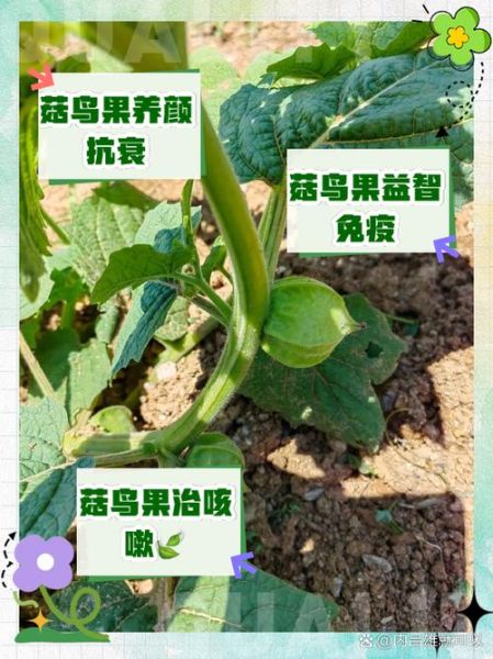 菇鸟是什么水果_菇鸟怎么种植-第1张图片-山城妙识 菇鸟是什么水果_菇鸟怎么种植-第1张图片-山城妙识