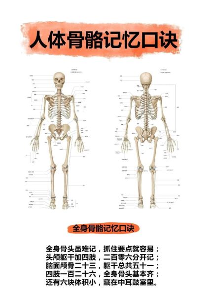 人体骨骼结构图名称_如何快速记忆-第2张图片-山城妙识 人体骨骼结构图名称_如何快速记忆-第2张图片-山城妙识