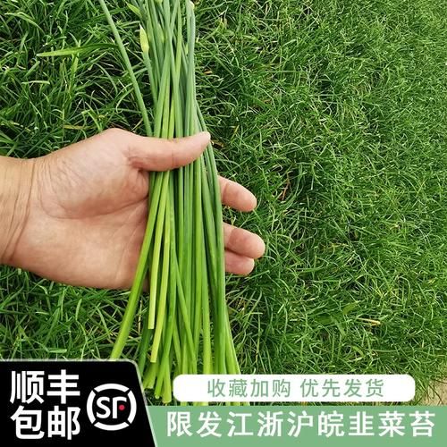 韭菜苔和韭菜的区别_哪个更营养-第1张图片-山城妙识 韭菜苔和韭菜的区别_哪个更营养-第1张图片-山城妙识