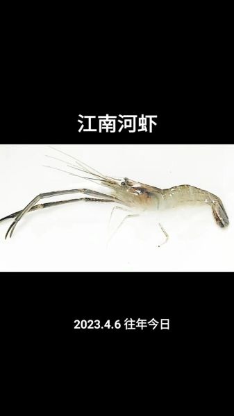 野生河虾图片大全大图_野生河虾怎么分辨真假-第1张图片-山城妙识