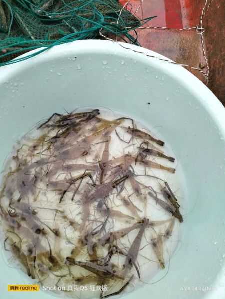 野生河虾图片大全大图_野生河虾怎么分辨真假-第3张图片-山城妙识