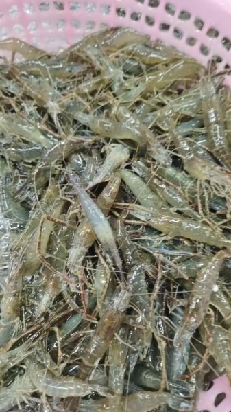 野生河虾图片大全大图_野生河虾怎么分辨真假-第2张图片-山城妙识