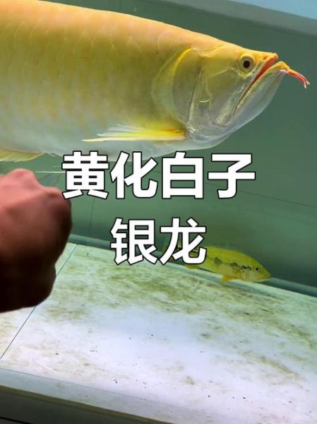 银龙鱼好养吗_新手养银龙鱼注意事项-第1张图片-山城妙识 银龙鱼好养吗_新手养银龙鱼注意事项-第1张图片-山城妙识