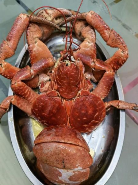 椰子蟹可以吃吗_椰子蟹食用安全吗-第2张图片-山城妙识 椰子蟹可以吃吗_椰子蟹食用安全吗-第2张图片-山城妙识