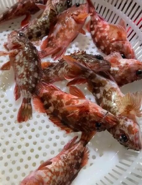 虎头鱼怎么养_虎头鱼吃什么-第1张图片-山城妙识