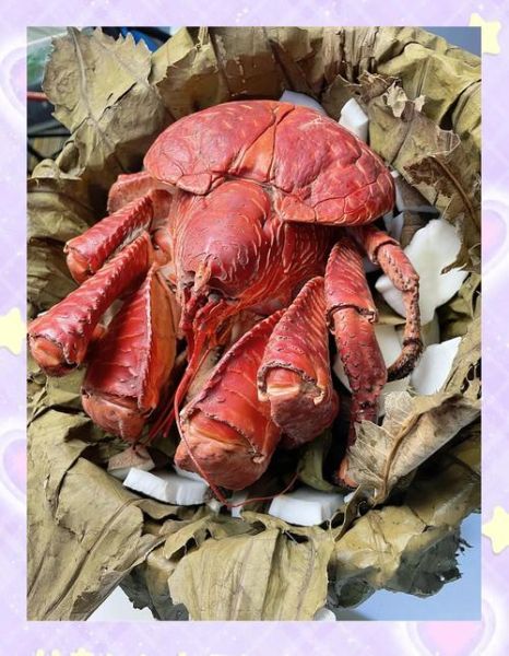 椰子蟹可以吃吗_椰子蟹食用安全吗-第3张图片-山城妙识 椰子蟹可以吃吗_椰子蟹食用安全吗-第3张图片-山城妙识