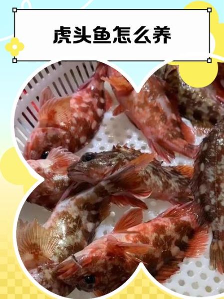 虎头鱼怎么养_虎头鱼吃什么-第3张图片-山城妙识