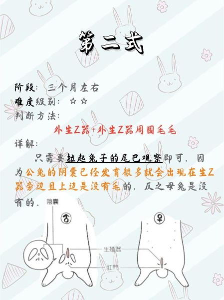 兔子怎么分公母_幼兔公母辨别方法-第2张图片-山城妙识 兔子怎么分公母_幼兔公母辨别方法-第2张图片-山城妙识