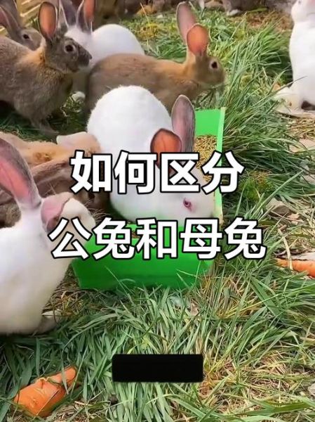 兔子怎么分公母_幼兔公母辨别方法-第3张图片-山城妙识 兔子怎么分公母_幼兔公母辨别方法-第3张图片-山城妙识