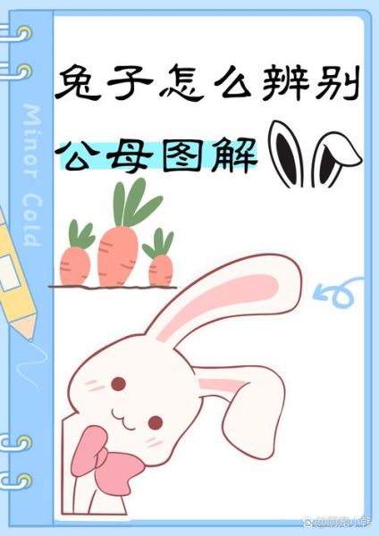兔子怎么分公母_幼兔公母辨别方法-第1张图片-山城妙识 兔子怎么分公母_幼兔公母辨别方法-第1张图片-山城妙识