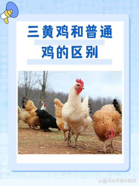 三黄鸡和普通鸡的区别是什么_三黄鸡为什么贵-第1张图片-山城妙识 三黄鸡和普通鸡的区别是什么_三黄鸡为什么贵-第1张图片-山城妙识