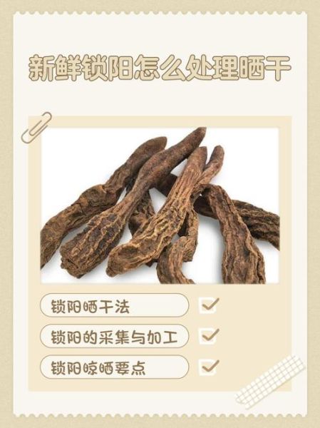锁阳的危害极大_锁阳副作用有哪些-第3张图片-山城妙识