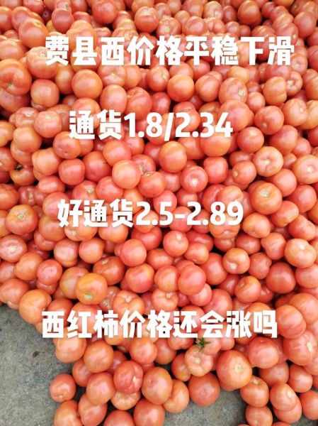 西红柿价格_为什么最近涨价-第2张图片-山城妙识 西红柿价格_为什么最近涨价-第2张图片-山城妙识