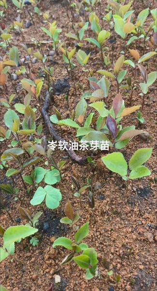油茶种苗多少钱一株_油茶苗价格行情-第2张图片-山城妙识 油茶种苗多少钱一株_油茶苗价格行情-第2张图片-山城妙识