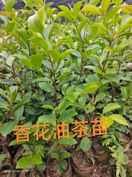 油茶种苗多少钱一株_油茶苗价格行情-第3张图片-山城妙识 油茶种苗多少钱一株_油茶苗价格行情-第3张图片-山城妙识