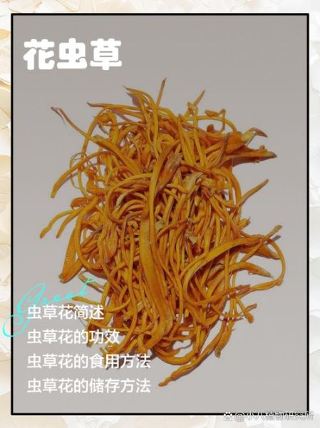 虫草花的功效与禁忌_哪些人不能吃-第1张图片-山城妙识