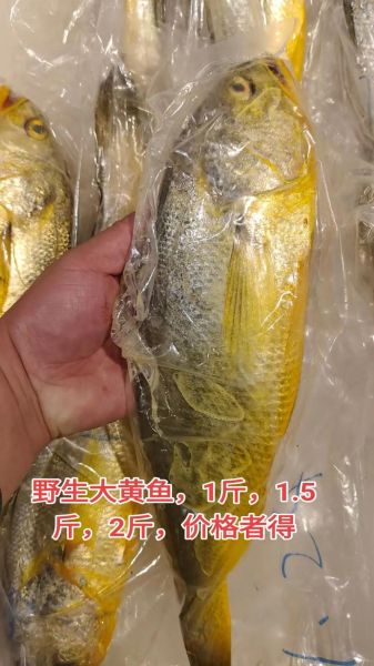 72斤野生大黄鱼多少钱_野生大黄鱼价格行情-第1张图片-山城妙识 72斤野生大黄鱼多少钱_野生大黄鱼价格行情-第1张图片-山城妙识