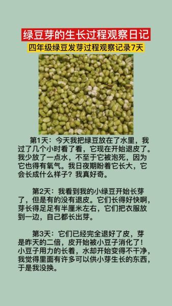 黄豆发芽观察日记7天怎么写_四年级作文范例-第1张图片-山城妙识 黄豆发芽观察日记7天怎么写_四年级作文范例-第1张图片-山城妙识