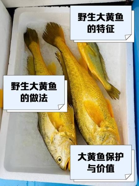 72斤野生大黄鱼多少钱_野生大黄鱼价格行情-第3张图片-山城妙识 72斤野生大黄鱼多少钱_野生大黄鱼价格行情-第3张图片-山城妙识