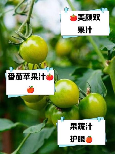 番茄苹果汁怎么做_番茄苹果汁的功效与禁忌-第2张图片-山城妙识