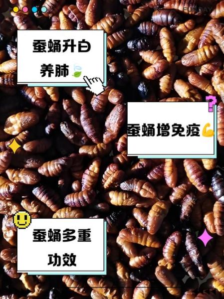 蚕蛹怎么吃最安全_蚕蛹的禁忌有哪些-第2张图片-山城妙识 蚕蛹怎么吃最安全_蚕蛹的禁忌有哪些-第2张图片-山城妙识